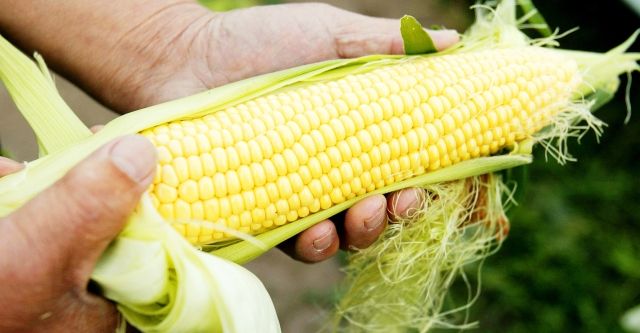 Got corn? Here's one way to use it. | Calgary Herald