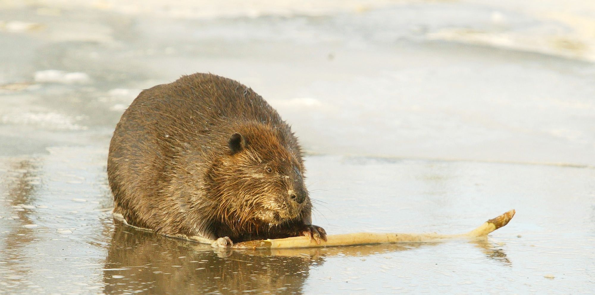 Battle of the beaver over the polar bear | Calgary Herald