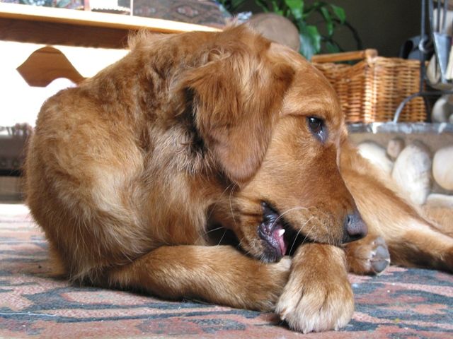 A dog's death brings overwhelming response | Calgary Herald