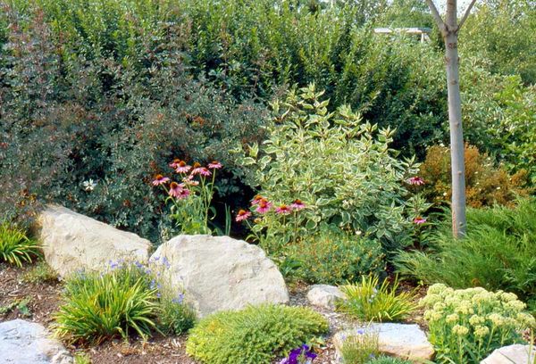 We Want....a shrubbery! | Calgary Herald