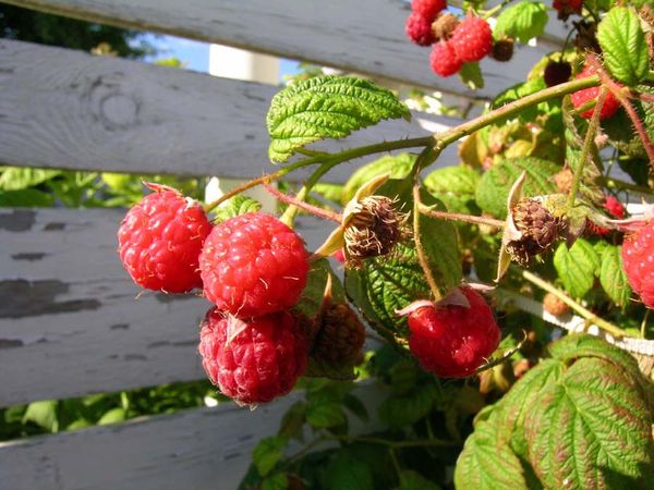 We Want....a shrubbery! | Calgary Herald