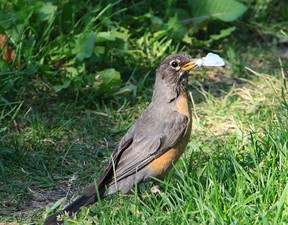 Satin Moths are Here! ...and it's not a Good Thing | Calgary Herald