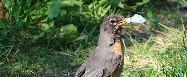 Satin Moths are Here! ...and it's not a Good Thing | Calgary Herald