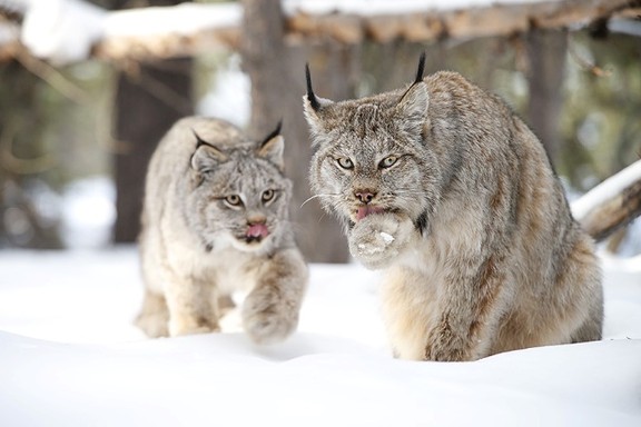 Life with the lynx near Lake Louise | Calgary Herald