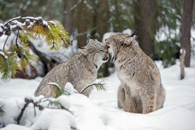 Life with the lynx near Lake Louise | Calgary Herald