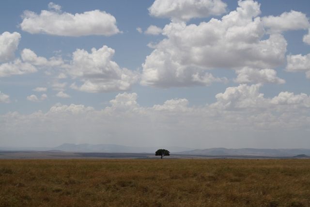 The trees of Africa contribute to stunning landscape and scenery ...