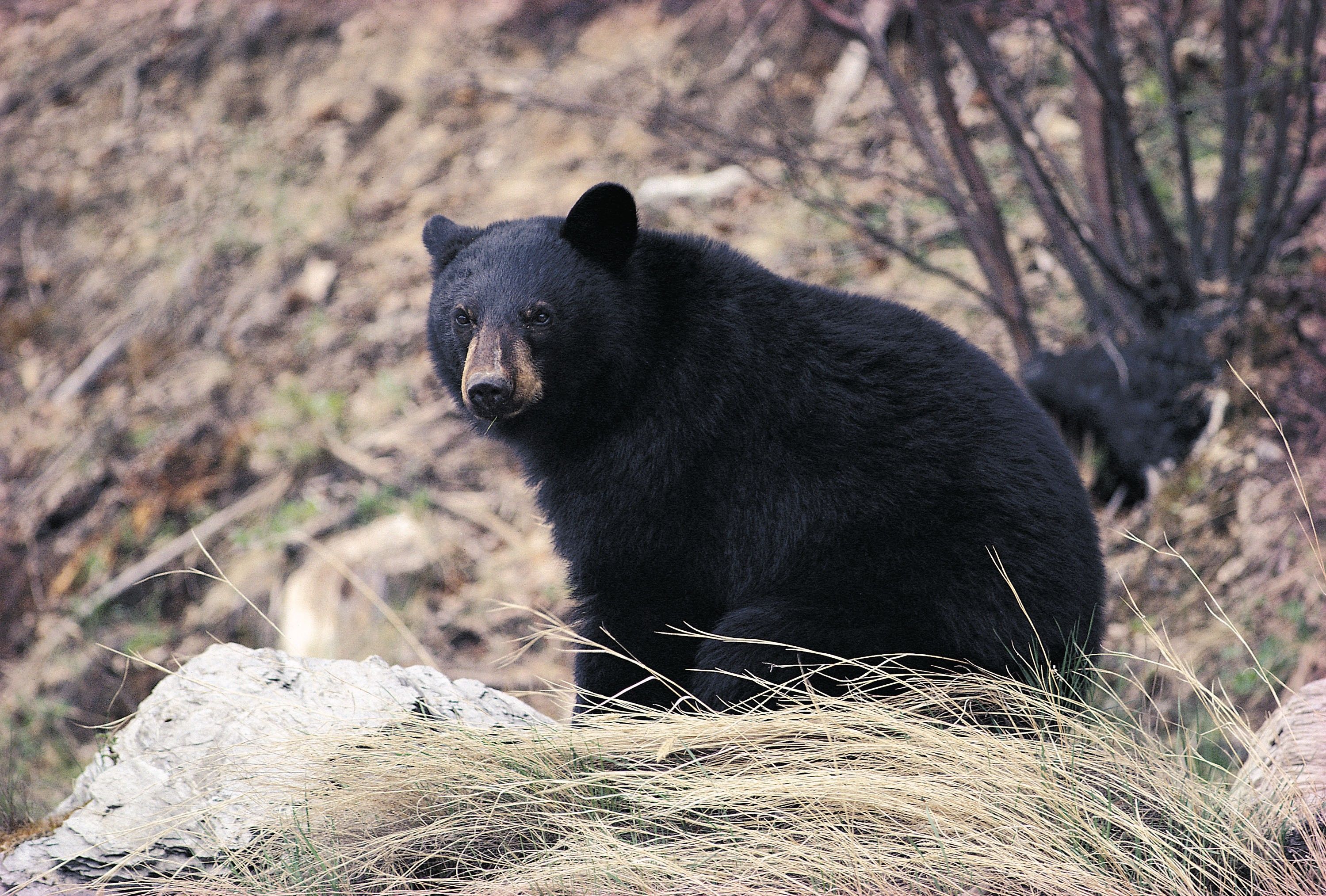 The other day, I met a bear, a great big bear... | Calgary Herald
