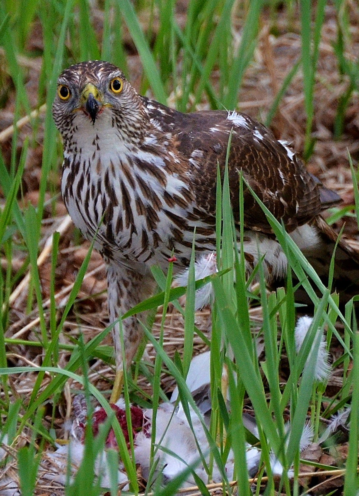 Alberta's Predators in the Sky | Calgary Herald