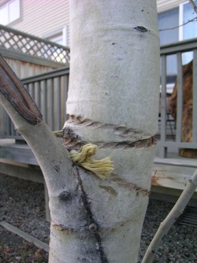 Gaaack!!!! Don't Strangle Your Tree | Calgary Herald