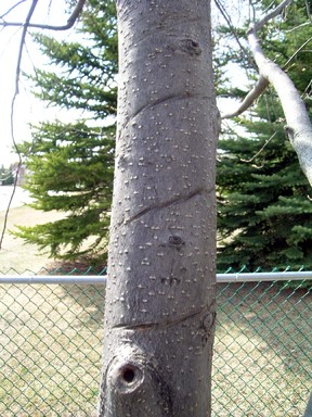 Gaaack!!!! Don't Strangle Your Tree | Calgary Herald