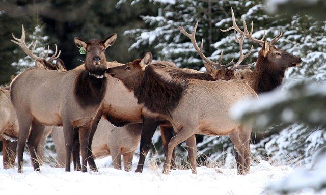 Elk mating season prompts warning in Banff | Calgary Herald