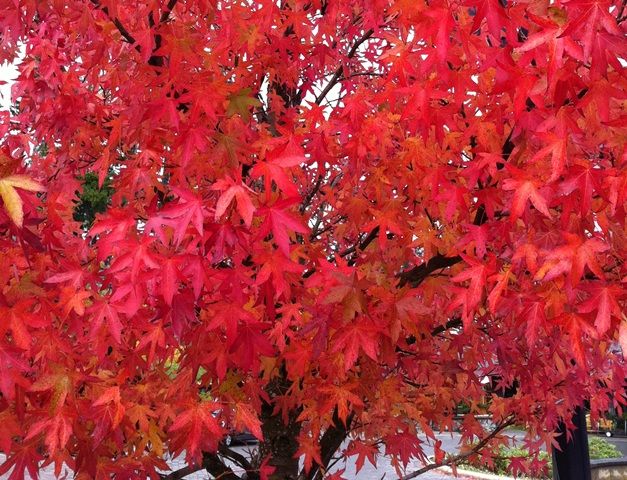 A fall visit to Victoria, B.C., reveals a host of reasons to visit ...