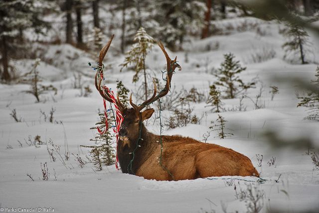 Banff elk freed from Christmas decorations | Calgary Herald