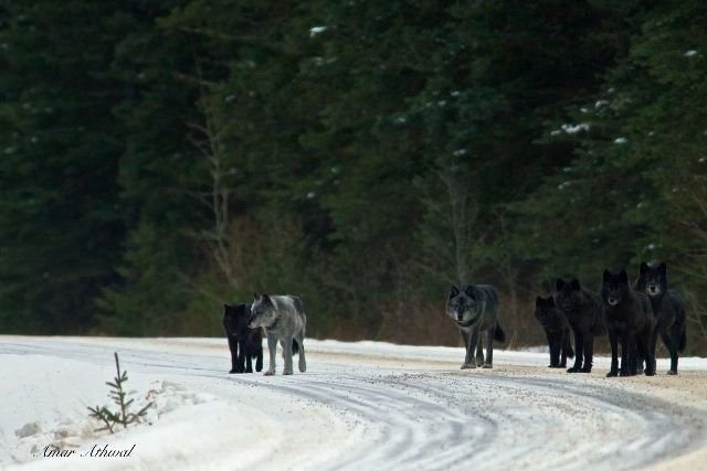 No leads in wolf baiting case along Bow Valley Parkway | Calgary Herald