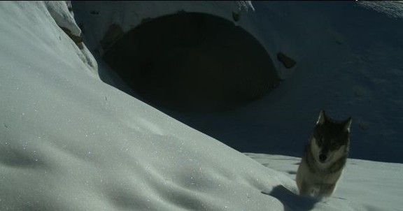 Wolves caught on camera using underpasses | Calgary Herald