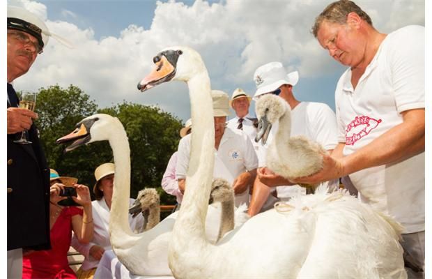 Swanning it up on England’s fabled River Thames | Edmonton Journal