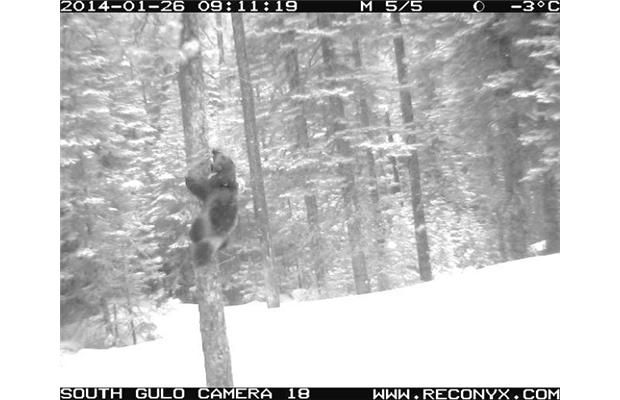 Study finds low number of wolverines along Eastern Slopes of the ...