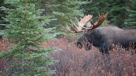 October's Mountain Moose - Kananaskis' Annual Moose Rut | Calgary Herald