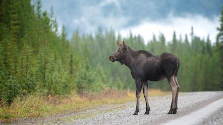 October's Mountain Moose - Kananaskis' Annual Moose Rut | Calgary Herald