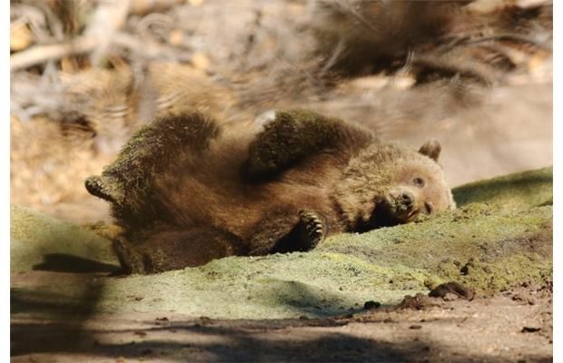 A day in the life of a young grizzly in Banff National Park | video ...