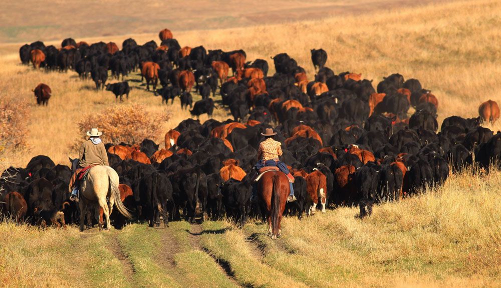 Gallery: Bar S Ranch cattle drive | Calgary Herald
