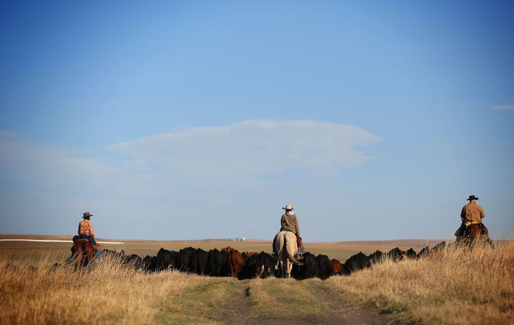 Gallery: Bar S Ranch cattle drive | Calgary Herald