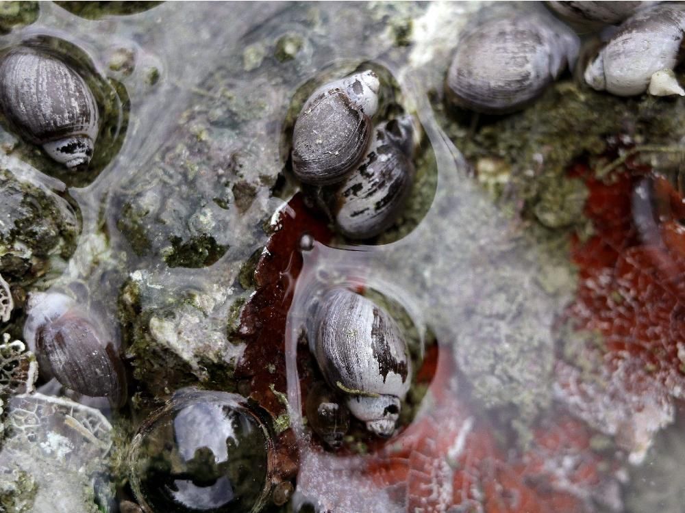 Parks staff among those charged for swimming in endangered snail pool ...