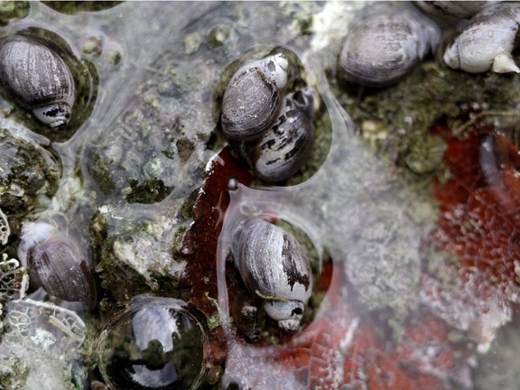 Banff Spring Snails dip costs Ontario man $4,500 | Calgary Herald