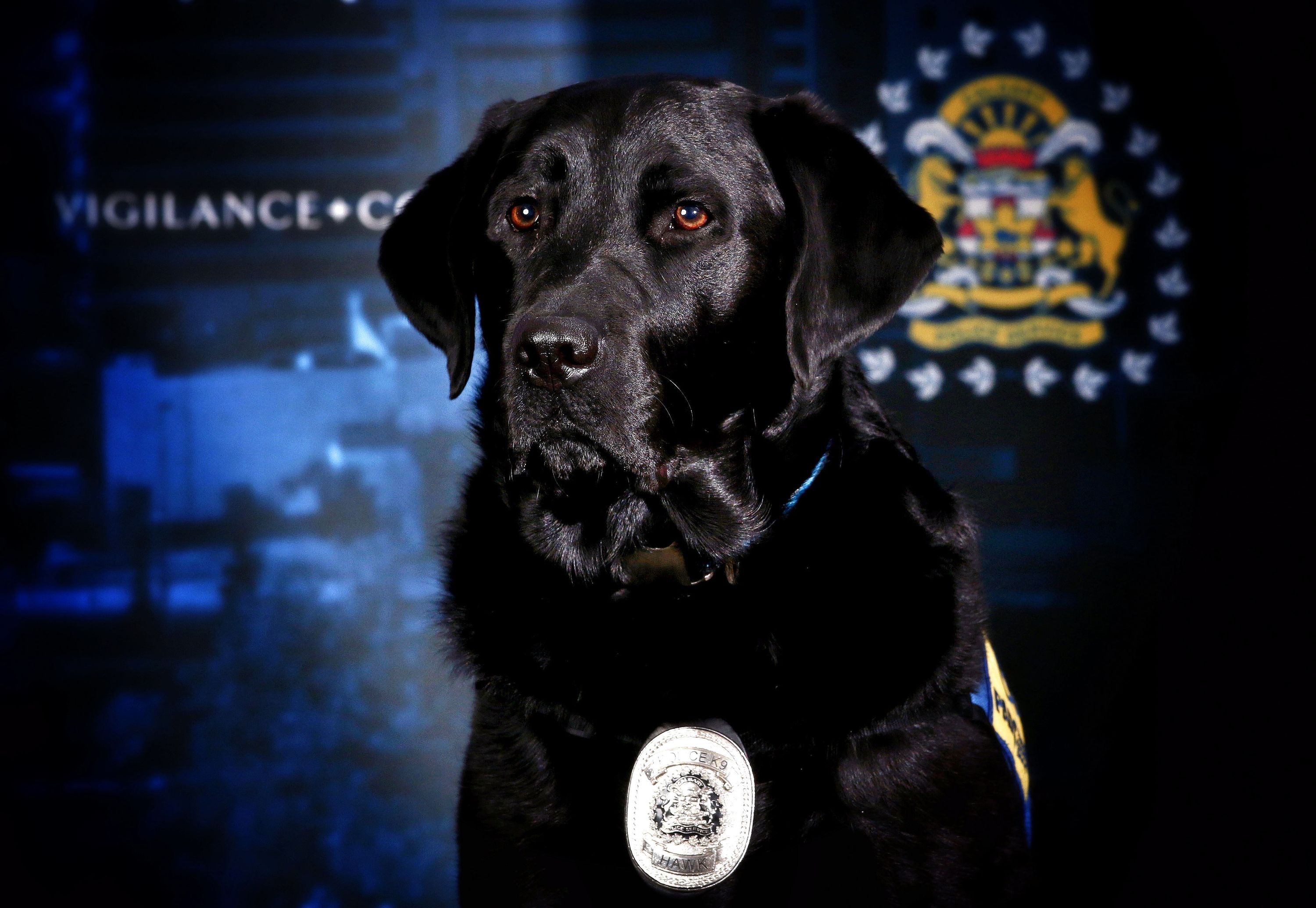 Dog photography: How to take the best portrait of your pet | Calgary Herald