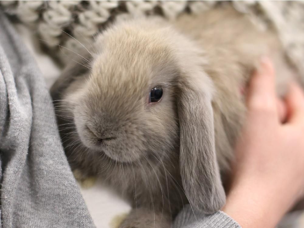 Rabbit breeder to undergo psychiatric tests | Calgary Herald