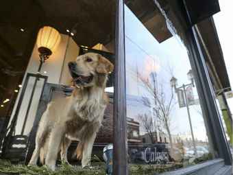 Calgary's working-class dogs | Calgary Herald
