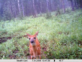 Motion-sensitive cameras catching candid shot of Alberta wildlife ...