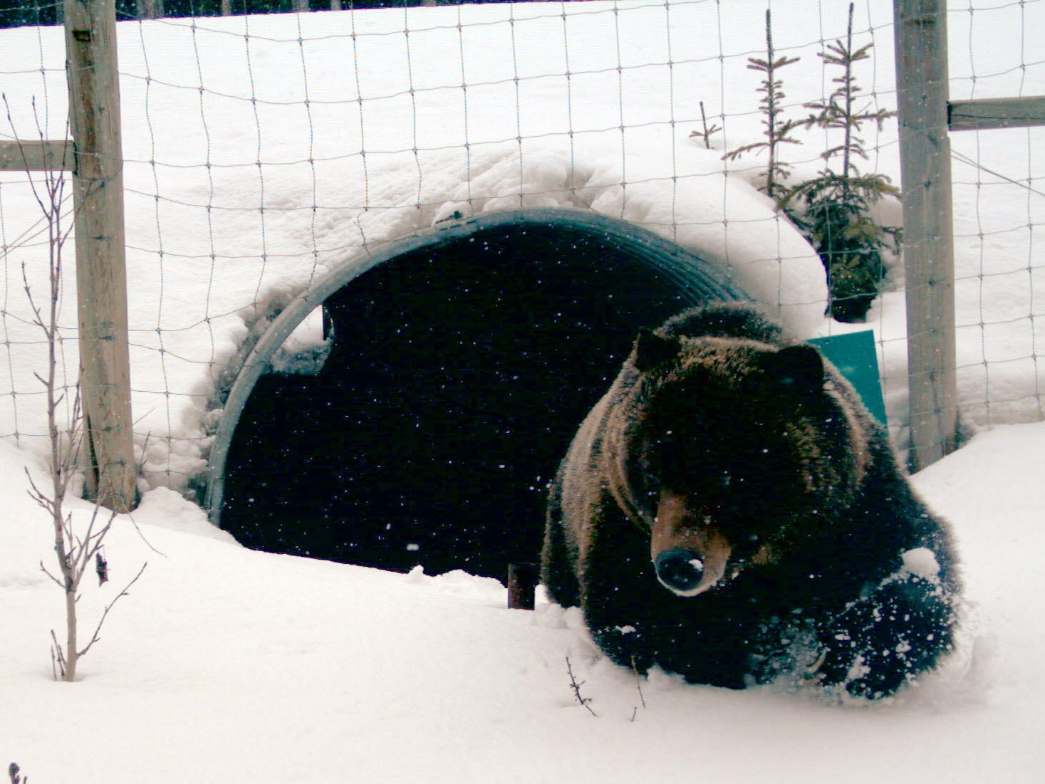 Motion-sensitive cameras catching candid shot of Alberta wildlife ...