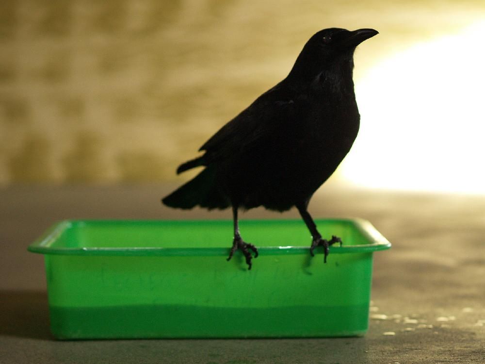 Peg Leg dies, talking crow at Lethbridge Helen Schuler Nature Centre ...