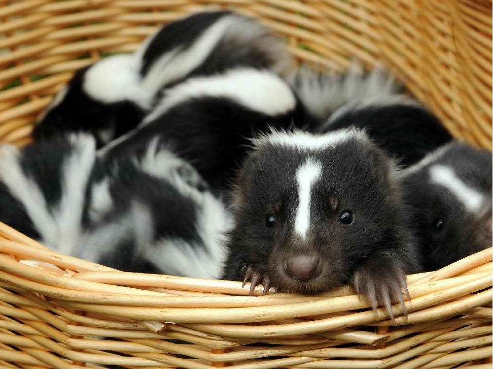 Wild Things: Frisky skunks prompt warning | Calgary Herald