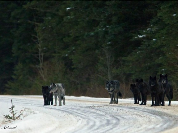 The early life of Skoki the wolf in Banff National Park | Calgary Herald