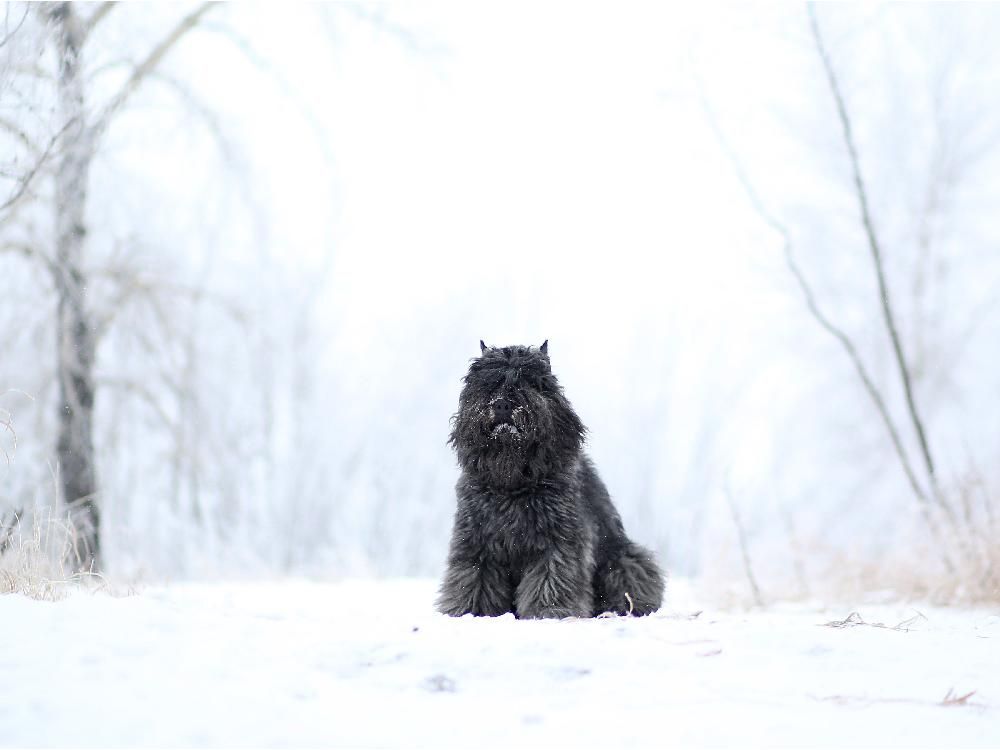 'Tears of joy' as Calgary dog shines at Westminster | Calgary Herald