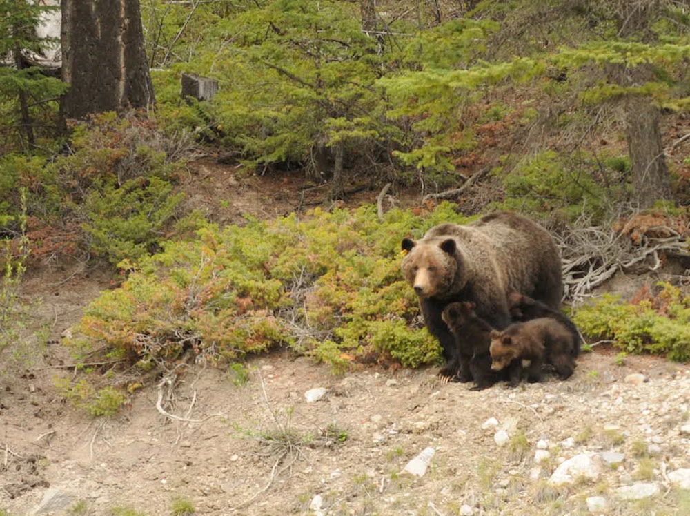 DNA reveals 'The Boss' is the big daddy of Banff grizzly bears ...