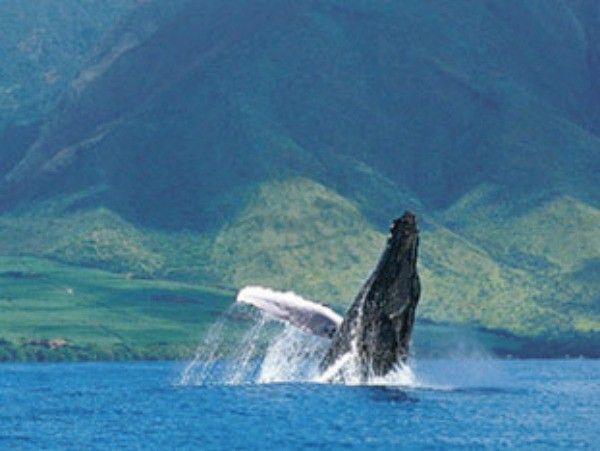 Robbins: Spring break’s biggest partiers | Calgary Herald