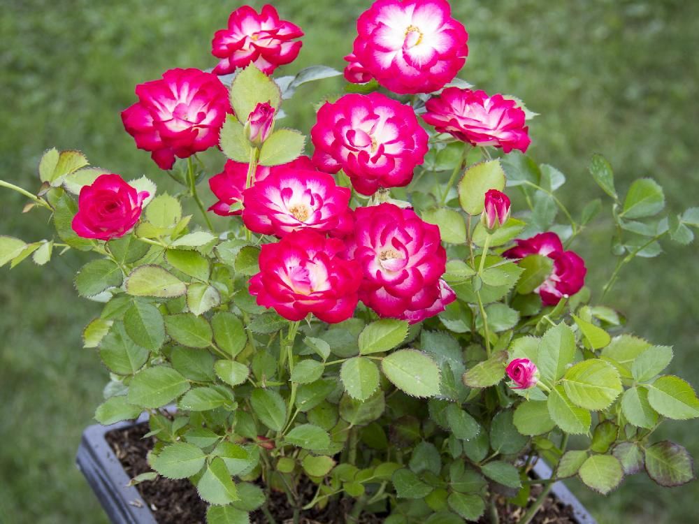 You are never alone with this rose | Calgary Herald