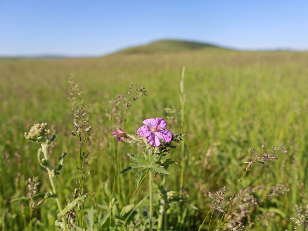Gallery: The Beauty of the Bar-N Ghost Pine Ranch | Calgary Herald