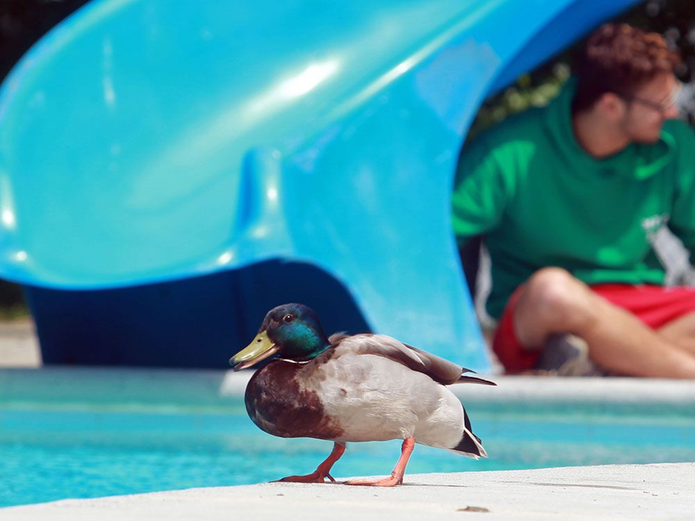 Opening day for Calgary pools: five things to know | Calgary Herald
