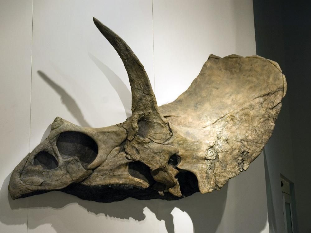 Royal Tyrrell Museum unveils 'Hellboy': a new horned dinosaur species ...