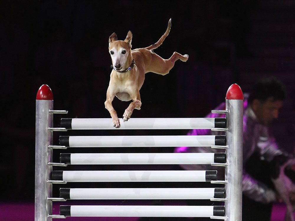 Five reasons Stampede SuperDogs are (likely) better than your dog ...