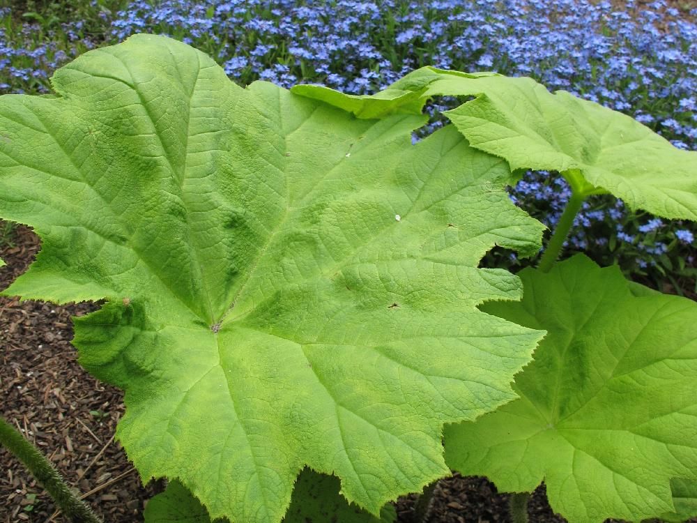 Make a bold statement with these big-leaved plants | Calgary Herald