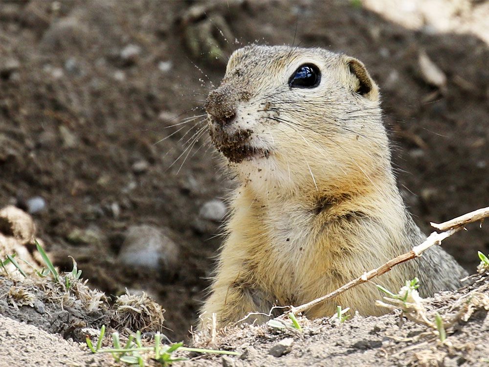 City of Calgary uses 'Giant Destroyer' to eliminate problem gophers ...