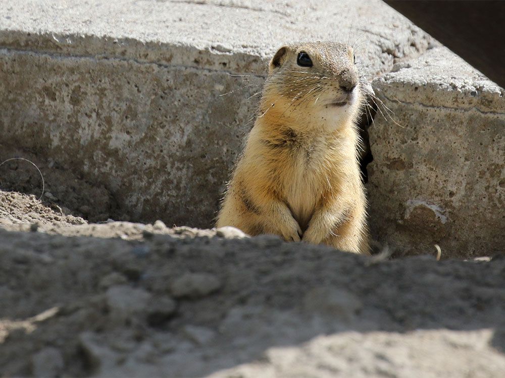 City of Calgary uses 'Giant Destroyer' to eliminate problem gophers ...