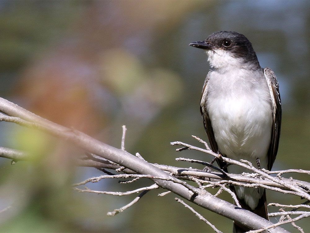 Five birds to spot at Calgary's Inglewood Bird Sanctuary | Calgary Herald