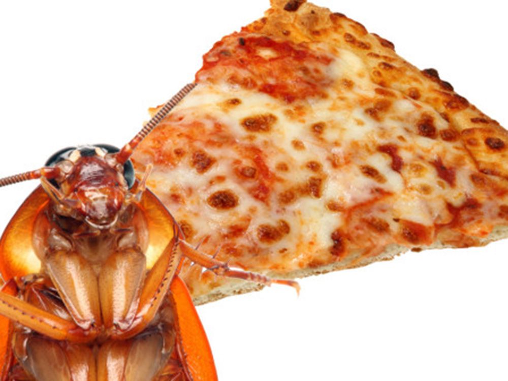 Bug pizza off the menu at Calgary Stampede; cockroaches denied at ...