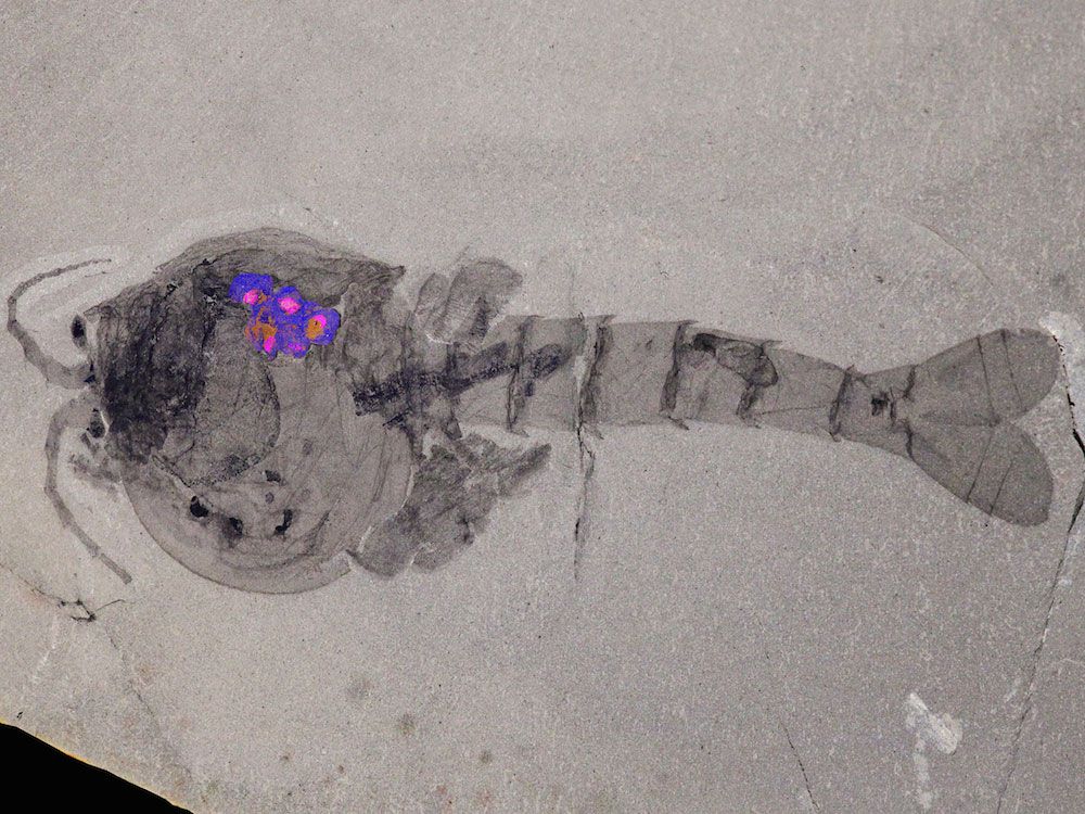 Oldest evidence of animal caring for its offspring discovered at ...